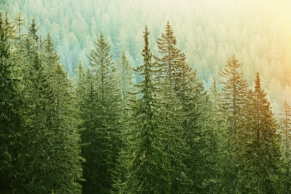 Evergreen - Paper Sample Swatch - Cleveland Candle Company